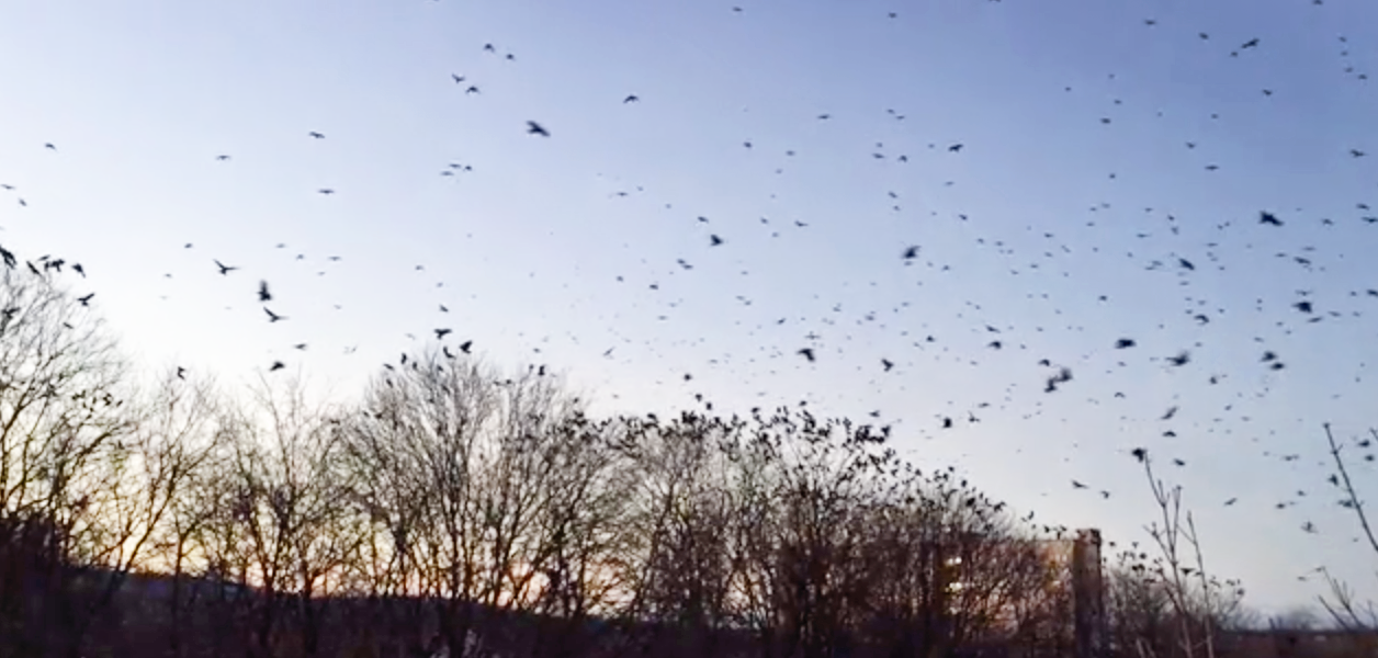 Poughkeepsie's Massive Crow Roost - Northside Connected